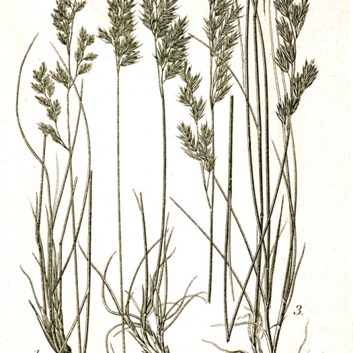 Various-Leaved Fescue (Festuca Heterophylla) Plant Care & How to Grow ...