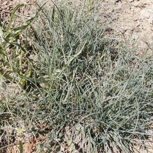 Idaho Fescue (Festuca Idahoensis) Plant Care & How to Grow, Water