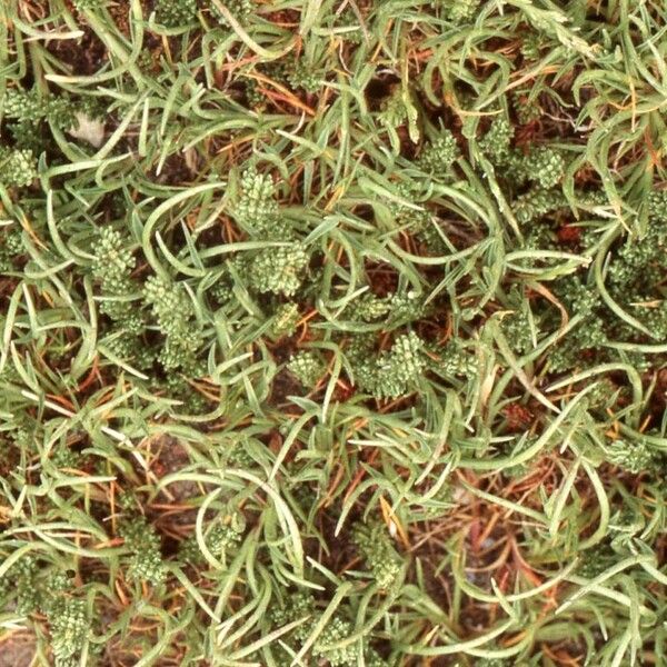 Bristletail Grass (Festuca Incurva) Plant Care & How to Grow, Water
