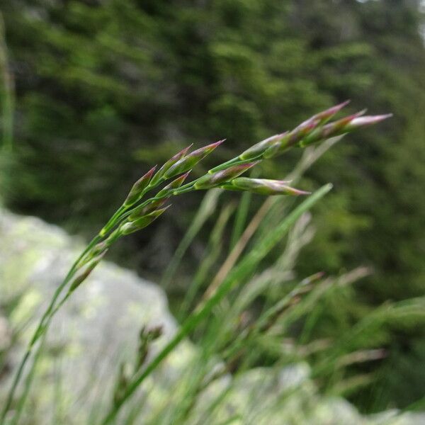 Festuca Laevigata Care Guide: Water, Soil & Propagation - Plantiary