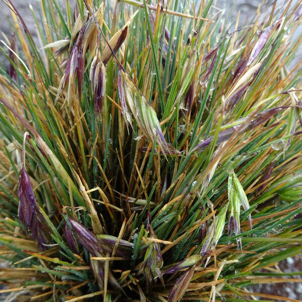 Festuca Livida Care Guide: Water, Soil & Propagation - Plantiary