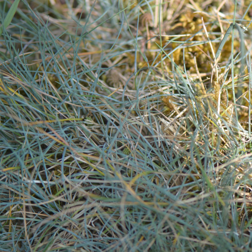 Blue Fescue (Festuca Longifolia) Plant Care & How to Grow, Water