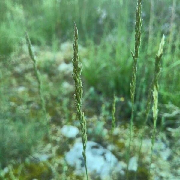 Festuca Marginata Plant Care & How to Grow, Water