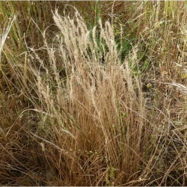 Mat-Grass Fescue (Festuca Maritima) Care Guide: Water, Soil ...