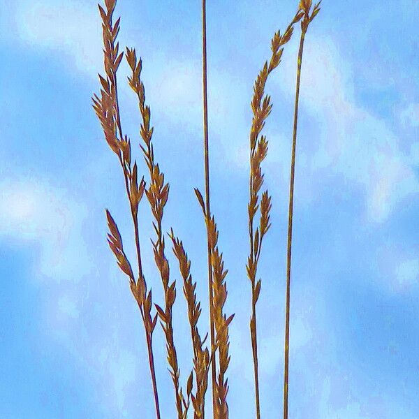 Hard Tussock (Festuca Novae-Zelandiae) Plant Care & How to Grow, Water