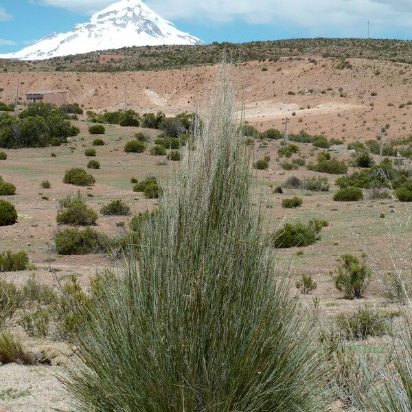 Festuca Orthophylla Care Guide: Water, Soil & Propagation - Plantiary