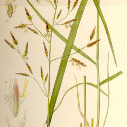 Meadow Fescue (Festuca Pratensis) Plant Care & How to Grow, Water