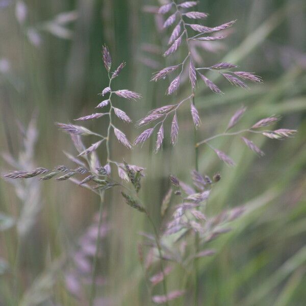 Hard Fescue (Festuca Trachyphylla) Plant Care & How to Grow, Water