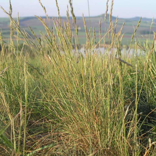 Valais Fescue (Festuca Valesiaca) Plant Care & How to Grow, Water