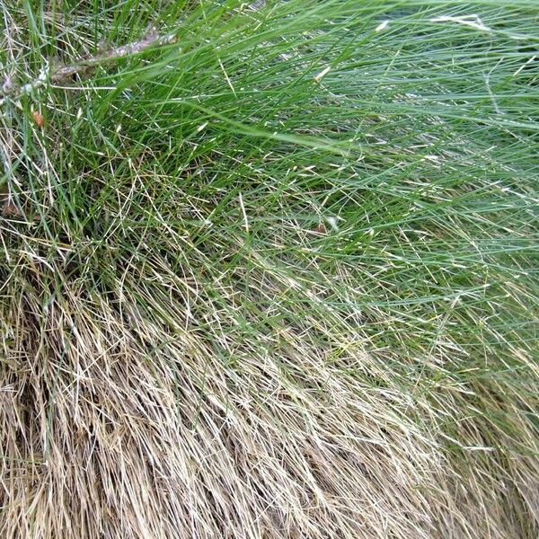 Various-Leaved Fescue (Festuca Varia) Plant Care & How to Grow, Water