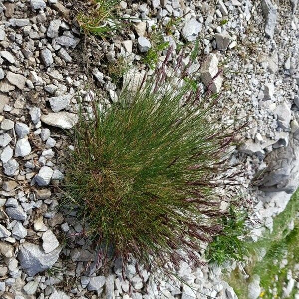 Violet Fescue (Festuca Violacea) Care Guide: Water, Soil & Propagation ...