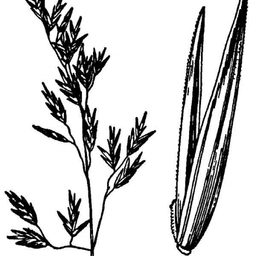 Mountain Bunchgrass (Festuca Viridula) Plant Care & How to Grow, Water