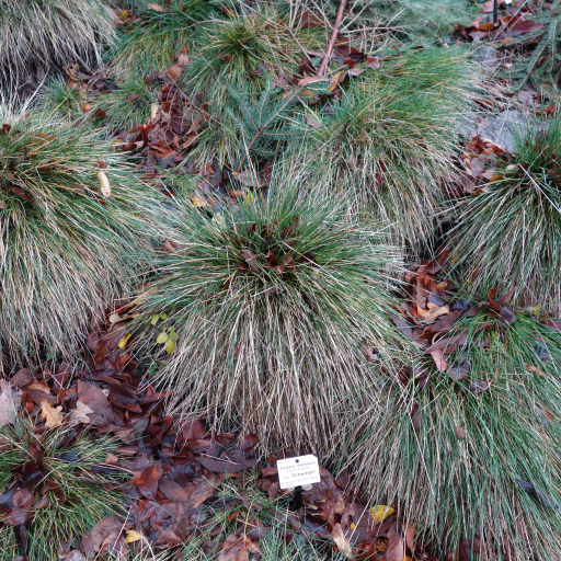 Festuca Yvesii Plant Care & How to Grow, Water