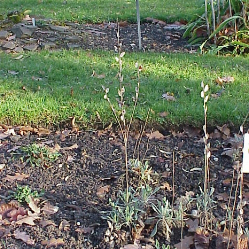 Fibigia (Fibigia Clypeata) Care Guide: Water, Soil & Propagation ...