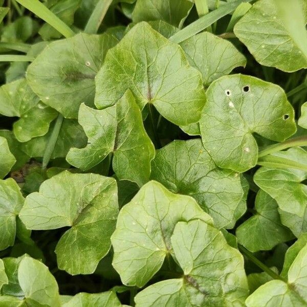 Ficaria Ficarioides Care Guide: Water, Soil & Propagation - Plantiary