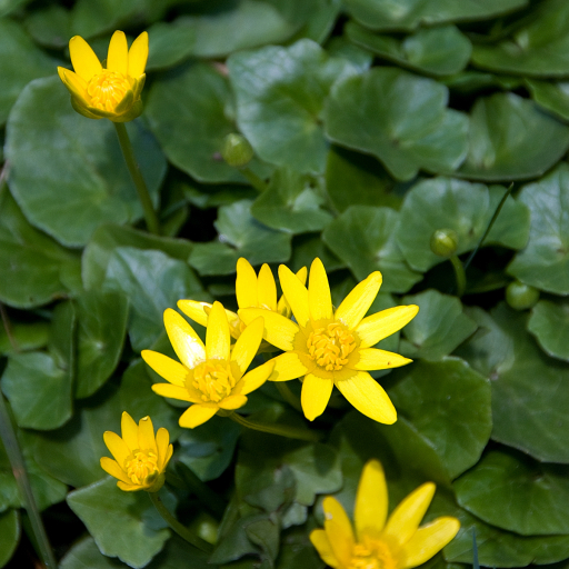 Lesser Celandine (Ficaria Verna) Plant Care & How to Grow, Water