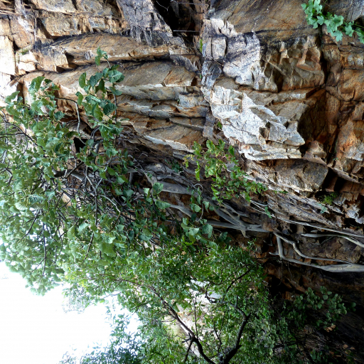 Large-Leaved Rock Fig (Ficus Abutilifolia) Care Guide: Water, Soil ...