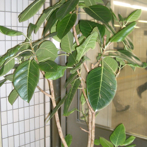 Japanese Ginger (Zingiber Mioga) Plant Care & How to Grow, Water