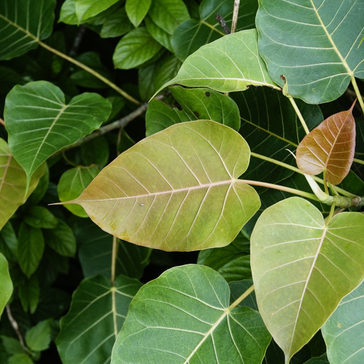 Indian Rock Fig (Ficus Arnottiana) Plant Care & How to Grow, Water