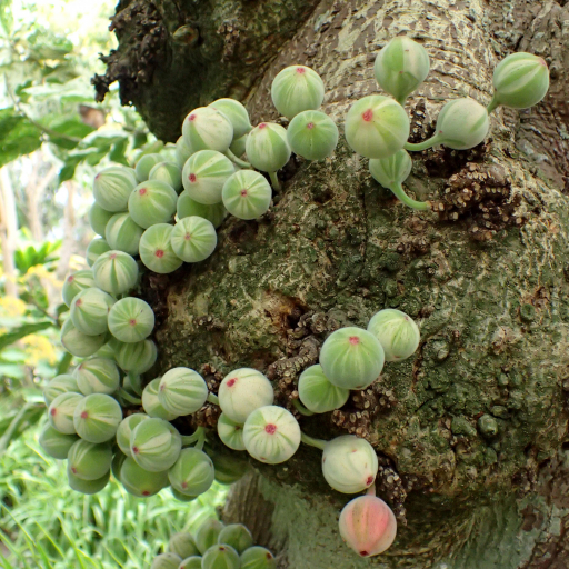 Mosaic Fig (Ficus Aspera) Plant Care & How to Grow, Water