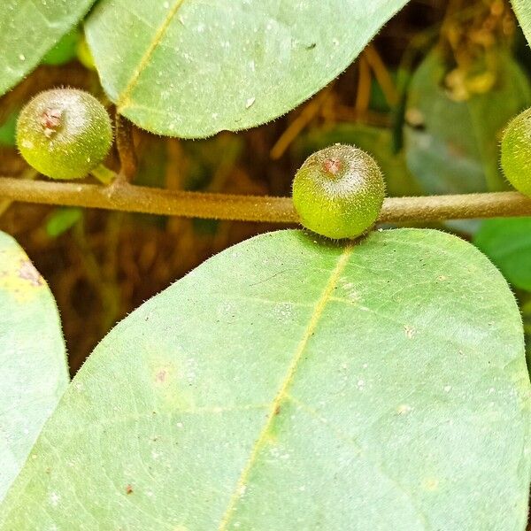 Ficus Asperifolia Plant Care & How to Grow, Water