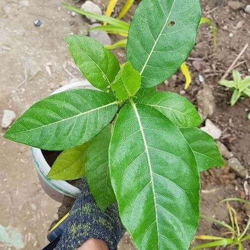 Ficus Balete Care Guide: Water, Soil & Propagation - Plantiary