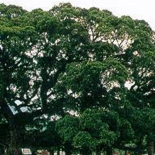 Indian Banyan (Ficus Benghalensis) Plant Care & How to Grow, Water