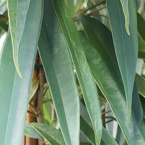 Narrow-Leaf Fig (Ficus Binnendykii) Plant Care & How to Grow, Water