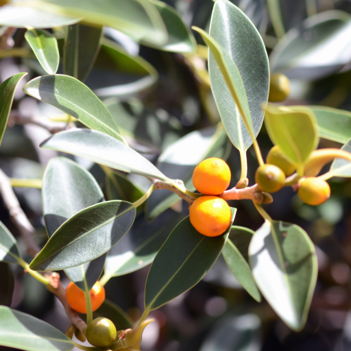 Rock Fig (Ficus Brachypoda) Care Guide: Water, Soil & Propagation ...