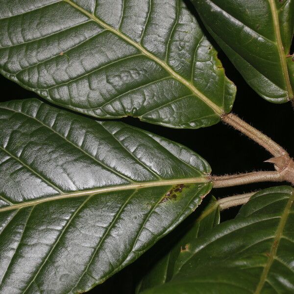 Ficus Brevibracteata Plant Care & How to Grow, Water