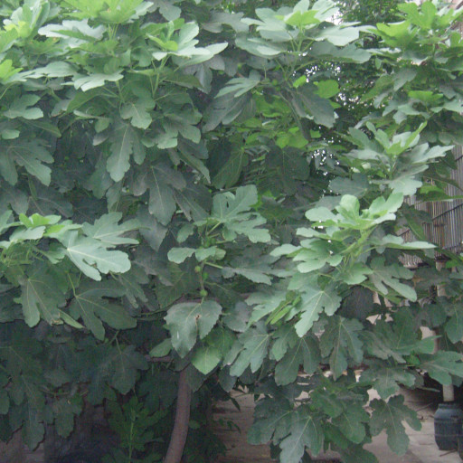 Edible Fig (Ficus Carica) Plant Care & How to Grow, Water