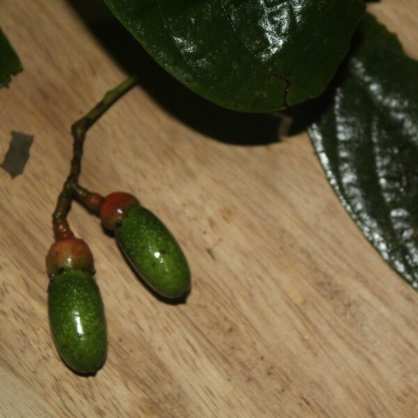 Ficus Colubrinae Plant Care & How to Grow, Water