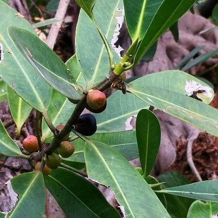 Neat Fig (Ficus Concinna) Plant Care & How to Grow, Water