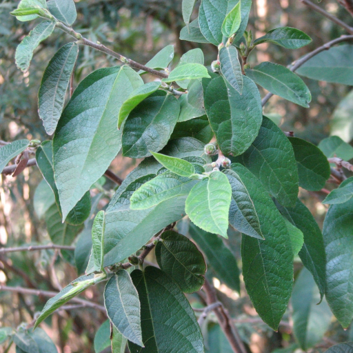 Creek Fig (Ficus Coronata) Plant Care & How to Grow, Water