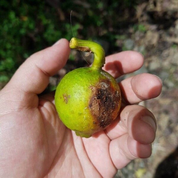 Ficus Crassiuscula Plant Care & How to Grow, Water