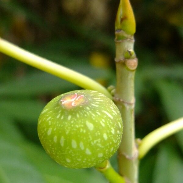 Japanese Fig (Ficus Erecta) Plant Care & How to Grow, Water