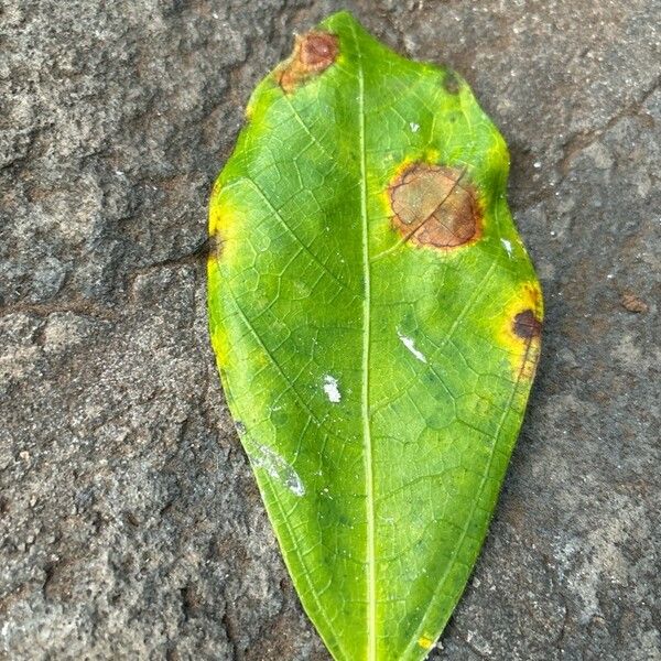 Sandpaper Fig (Ficus Fraseri) Plant Care & How to Grow, Water