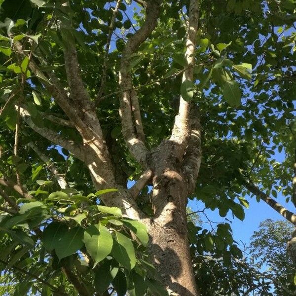 Geniculate Fig (Ficus Geniculata) Plant Care & How to Grow, Water