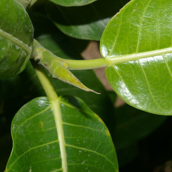 Ficus Goldmanii Plant Care & How to Grow, Water