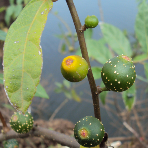 Creeping Fig (Ficus Heterophylla) Plant Care & How to Grow, Water