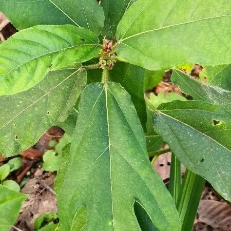 Ficus Hirta Plant Care & How to Grow, Water