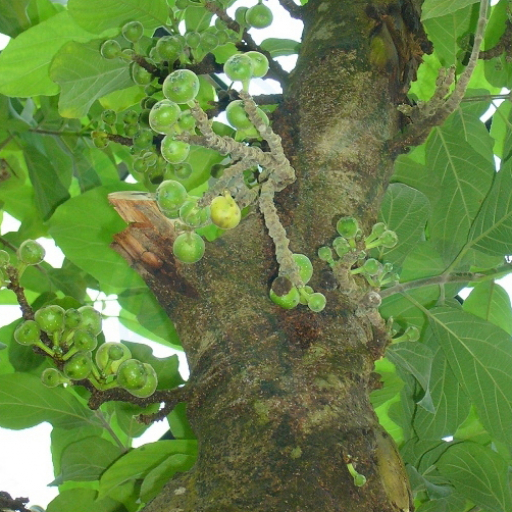 Hairy Fig (Ficus Hispida) Care Guide: Water, Soil & Propagation - Plantiary