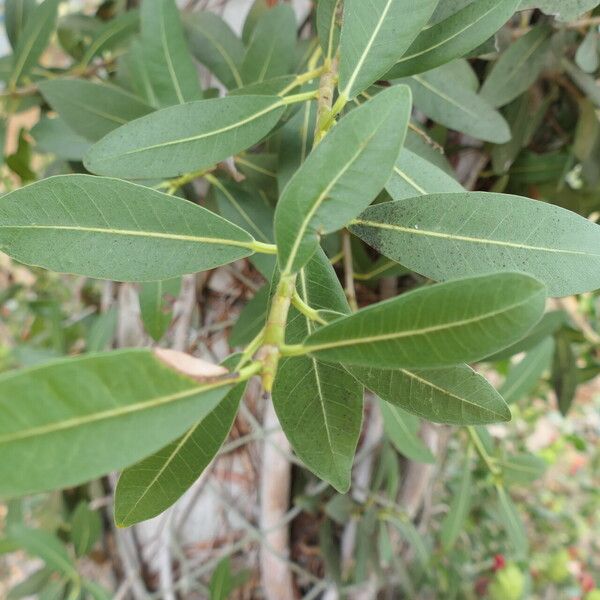 Laurel Rock Fig (Ficus Ilicina) Plant Care & How to Grow, Water