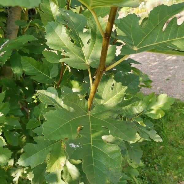 African Fig (Ficus Johannis) Plant Care & How to Grow, Water