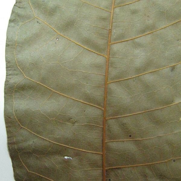 Ficus Krukovii Plant Care & How to Grow, Water