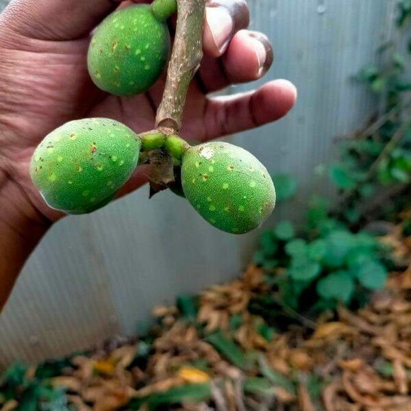 Ficus Laurifolia Care Guide: Water, Soil & Propagation - Plantiary