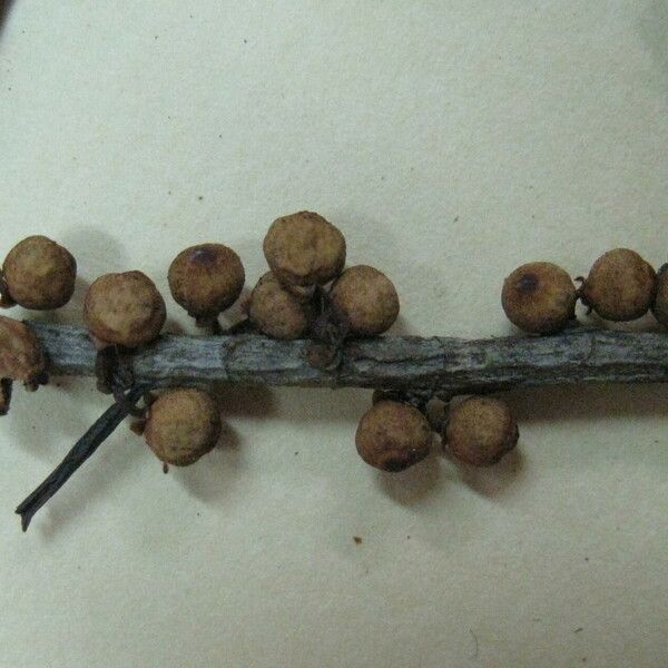 Ficus Leiophylla Plant Care & How to Grow, Water