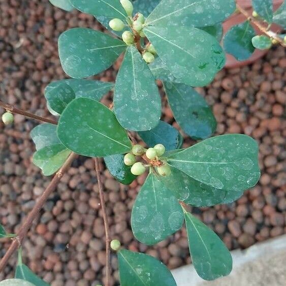 Box-Leaved Fig (Ficus Lingua) Plant Care & How to Grow, Water