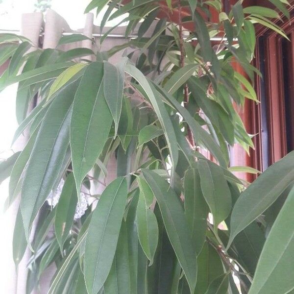 Narrow Leaf Fig (Ficus Longifolia) Plant Care & How to Grow, Water