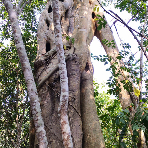 Banana Leaf Ficus (Ficus Maclellandii) Plant Care & How to Grow, Water